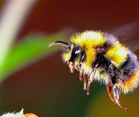 Rädda en humla – rädda ett helt samhälle! - Ytterjärna forum